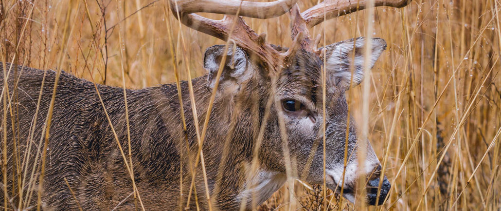 bg_whitetail-deer-hunting - McCormick S.C. Chamber of Commerce